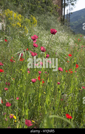 Purple poppy (Roemeria hybrida) is an annual herb native to ...