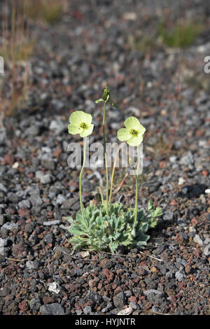 Arctic poppy Papaver radicatum Iceland July 2009 Stock Photo - Alamy