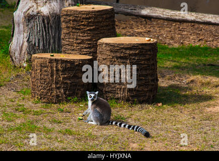 Visitors at the Rome Zoo, Italy Stock Photo: 155942137 - Alamy