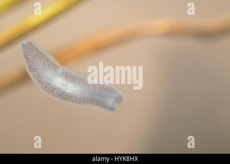 Flatworm, planarian worm (Dendrocoelum lacteum), swimming Stock Photo ...