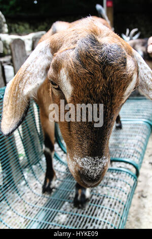 Domestic Goat at children`s petting zoo Stock Photo - Alamy