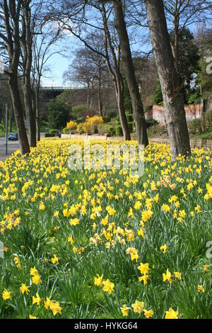 Daffodils with the South Bay at Scarborough in the distance Stock Photo ...