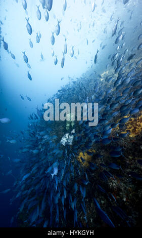 Marine Biologist Riley Elliott testing the suit out.SCIENTISTS have ...