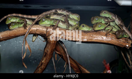 HERIC, FRANCE: MINI LIZARDS look just like pint-sized version of ...
