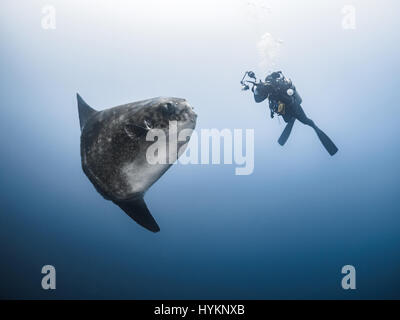 A HUGE ten-foot long ocean sun fish dwarfed a British diver in this ...