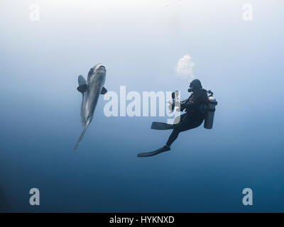 A HUGE ten-foot long ocean sun fish dwarfed a British diver in this ...