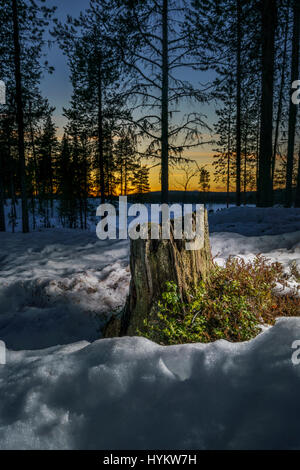 tree stump with snow in winter Stock Photo - Alamy