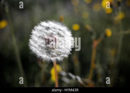 Closeup of a Dandelion flower, Zaragoza Province, Aragon, Spain Stock ...