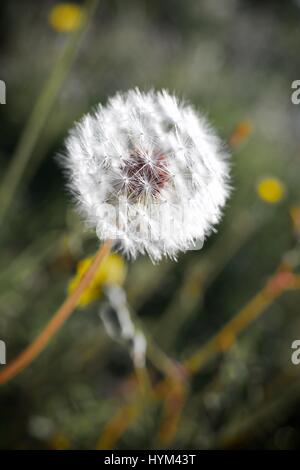 Closeup of a Dandelion flower, Zaragoza Province, Aragon, Spain Stock ...
