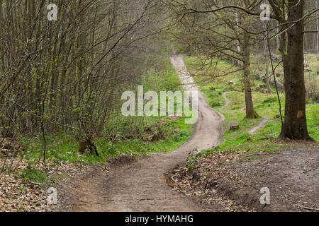 Footpath Through Norsey Woods Stock Photo - Alamy