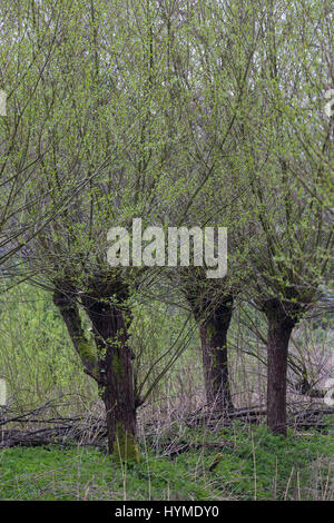 Kopfweiden, Kopfweide, Kopf-Weiden, Kopfbaum, Kopfbäume, Weide, Weiden ...