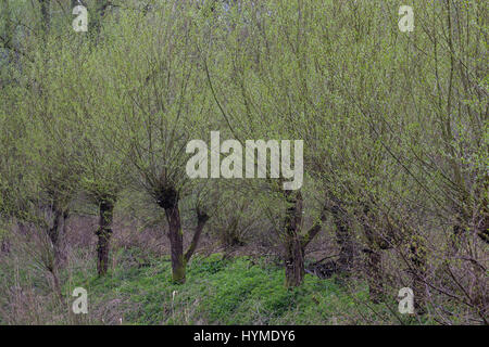 Kopfweiden, Kopfweide, Kopf-Weiden, Kopfbaum, Kopfbäume, Weide, Weiden ...