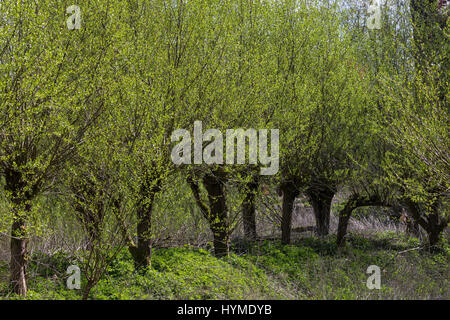 Kopfweiden, Kopfweide, Kopf-Weiden, Kopfbaum, Kopfbäume, Weide, Weiden ...