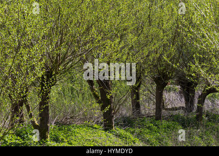 Kopfweiden, Kopfweide, Kopf-Weiden, Kopfbaum, Kopfbäume, Weide, Weiden ...