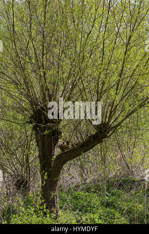 Kopfweiden, Kopfweide, Kopf-Weiden, Kopfbaum, Kopfbäume, Weide, Weiden ...