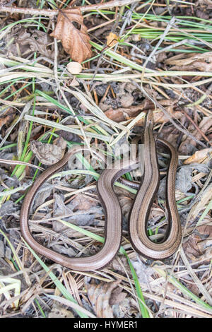 2 Slow Worms (Anguis fragilis) Legless Lizard Stock Photo - Alamy