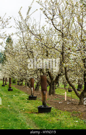 A smudge pot (also known as a choofa or orchard heater) is an oil ...