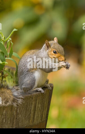 Grey Squirrel, Western Grey Squirrel eating nuts on grass Stock Photo ...