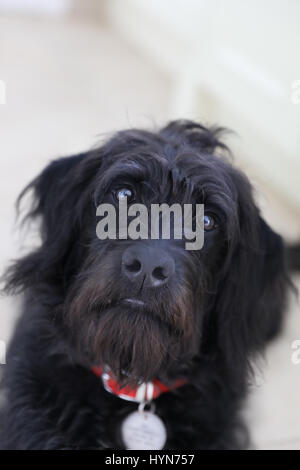 Close up of a shaggy black labradoodle on a white background Stock ...