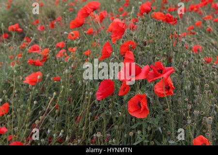 Red Poppies in Flanders Fields symbol for remembrance Day WW1 - For ...