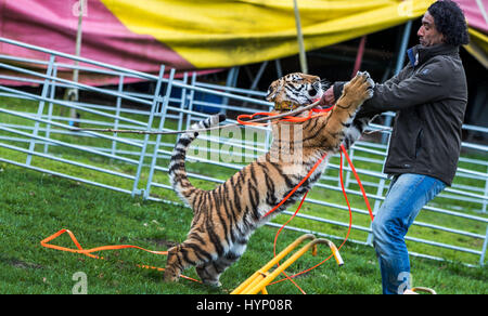 A seven-month-old female tiger named Elsa who was reared by hand in an ...
