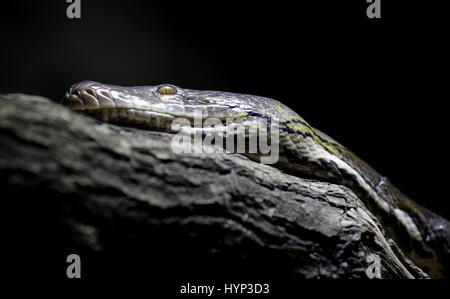 Reticulated python (Malayopython reticulatus) in forest, Sulawesi ...