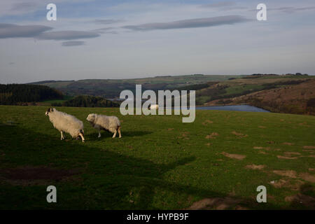 Strines moor, Peek District Stock Photo - Alamy