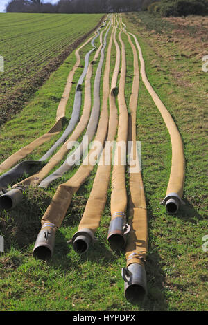 Long lines of irrigation hose pipes laid out on the ground, Shottisham ...