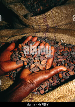 CAMEROON Central Africa Agriculture Close up of date oil palm fruit ...