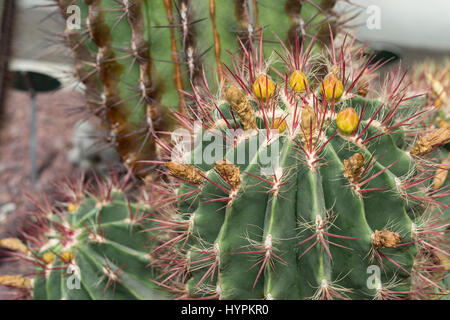Mexican Lime Cactus (Ferocactus pilosus) barrel cactus blooming Stock ...