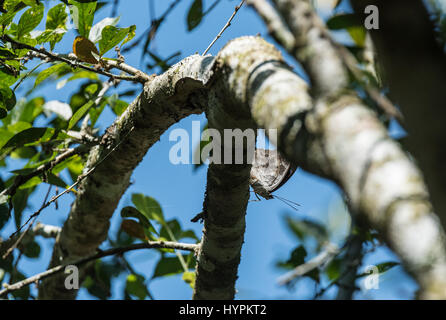 Two-spotted Prepona (Archaeoprepona demophoon Stock Photo - Alamy