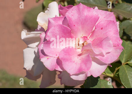 Floribunda pink rose (Charles Aznavour Stock Photo - Alamy