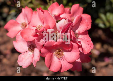 Coral Meidiland rose - Douceur Normande Stock Photo - Alamy