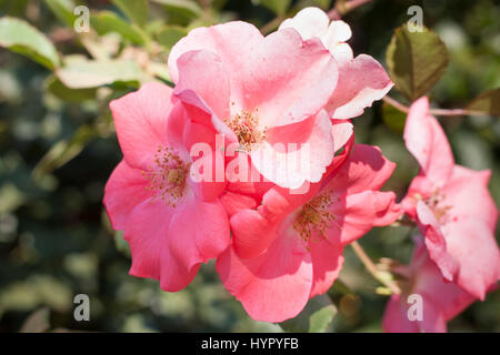 Coral Meidiland rose - Douceur Normande Stock Photo - Alamy