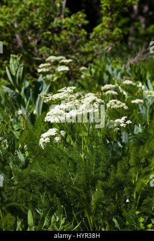 Spignel, meum athamanticum Stock Photo - Alamy