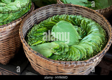 Betel leaves, Myanmar Stock Photo - Alamy