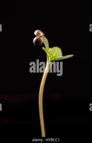 Macro detail of cannabis sprout (dark angel marijuana strain) with a ...