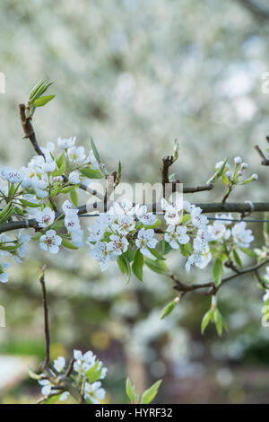 FAN TRAINED FRUIT TREES AT RHS ROSEMOOR GARDEN DEVON NEAREST CAMERA ...