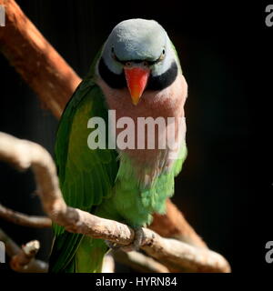 Male Southeast Asian Red Breasted or Banded Parakeet (Psittacula ...