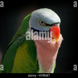 Male Southeast Asian Red Breasted or Banded Parakeet (Psittacula ...