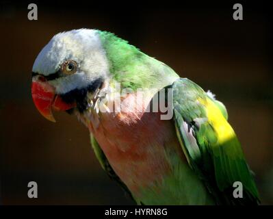 Male Southeast Asian Red Breasted or Banded Parakeet (Psittacula ...