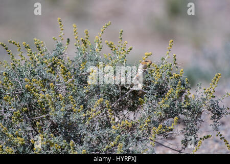 White Bursage or burro-weed, Ambrosia dumosa is a ragweed yellow and ...