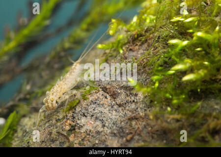 Flat-headed mayfly larvae (Heptagenia Stock Photo - Alamy