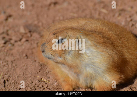 An obese Black-tailed prairie dog (Cynomys ludovicianus) feeding on ...