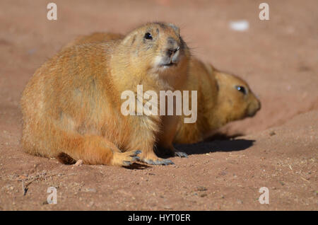 An obese Black-tailed prairie dog (Cynomys ludovicianus) feeding on ...