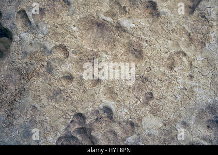 The cavernous globigerina limestone of megalithic temple of Hagar Qim ...
