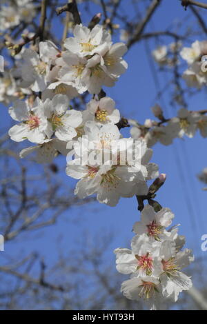 White cherry blossom flowers blooming on a tree branch, representing ...