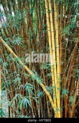 bamboo texture as very nice natural background Stock Photo - Alamy