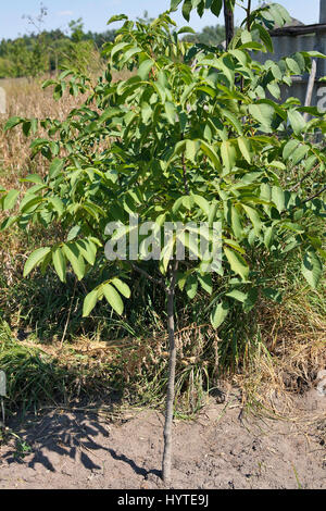 Beautiful chestnut tree with lush green leaves growing outdoors Stock ...