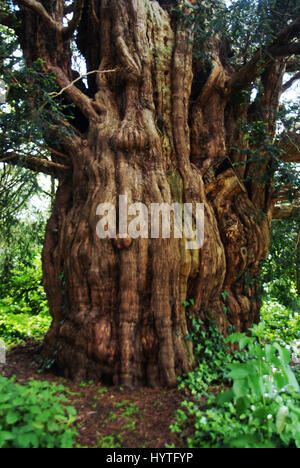 King Yew, ancient yew tree in the Forest of Dean. UK seasons Autumn in ...